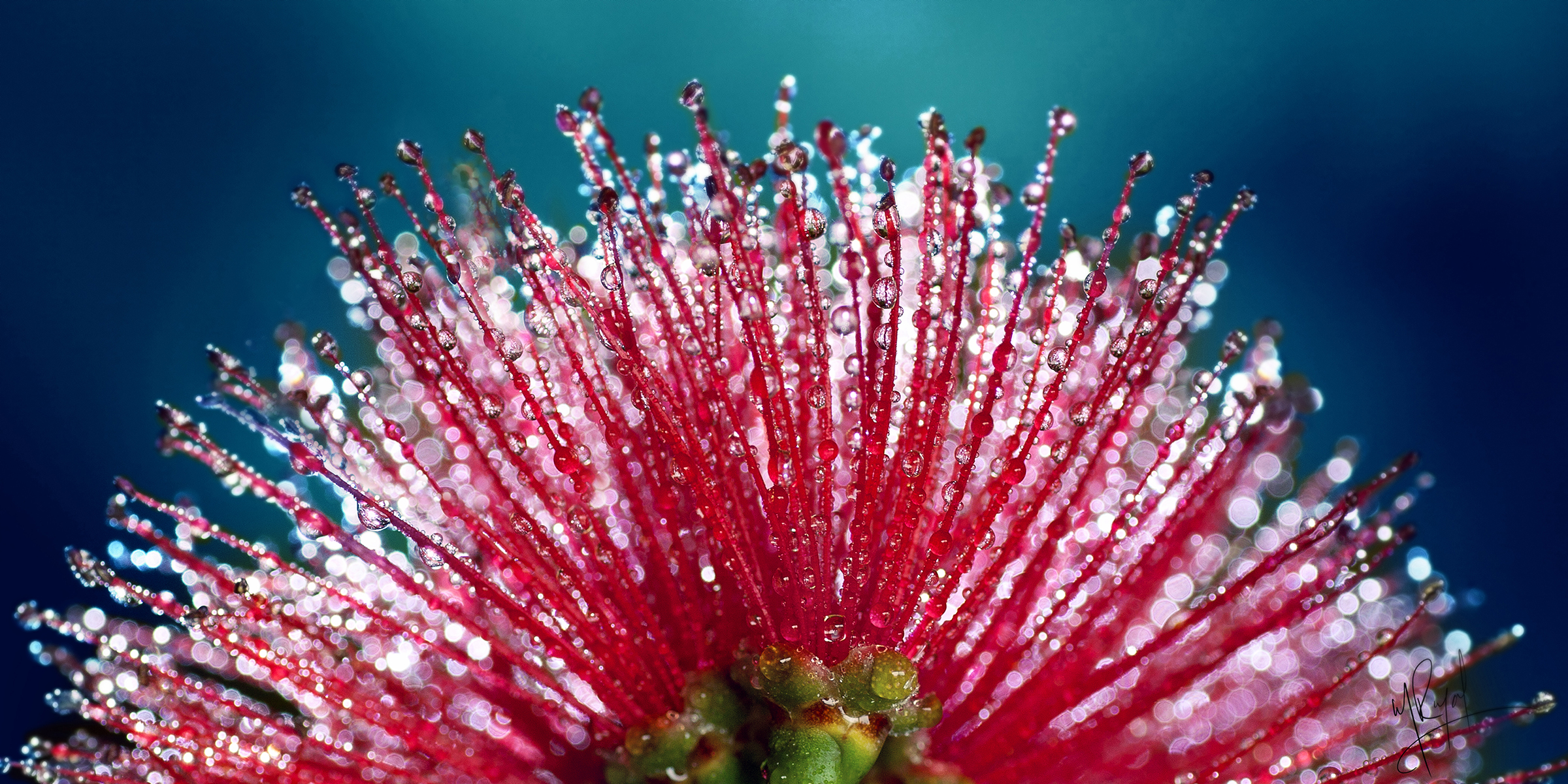 Macro Photography - Great American Art