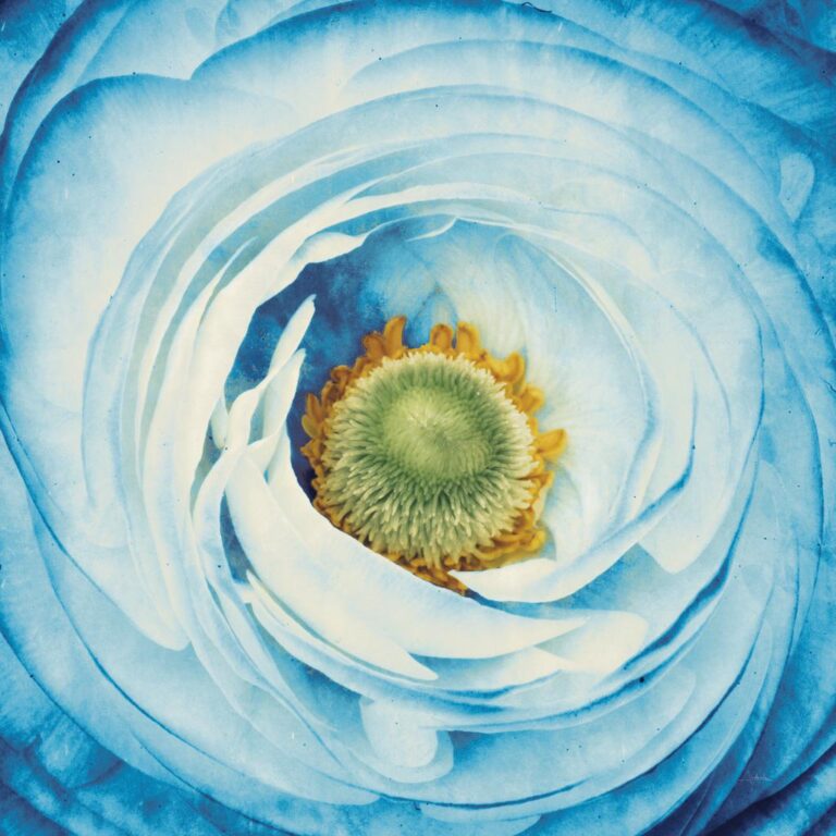 Macro Photography - Great American Art